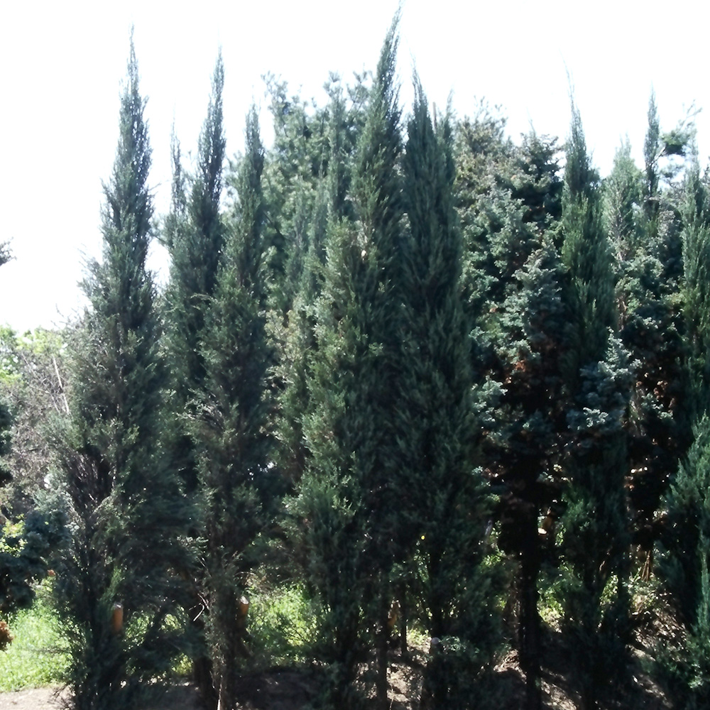 コロラドビャクシン ‘スカイロケット’ | 株式会社アスコット