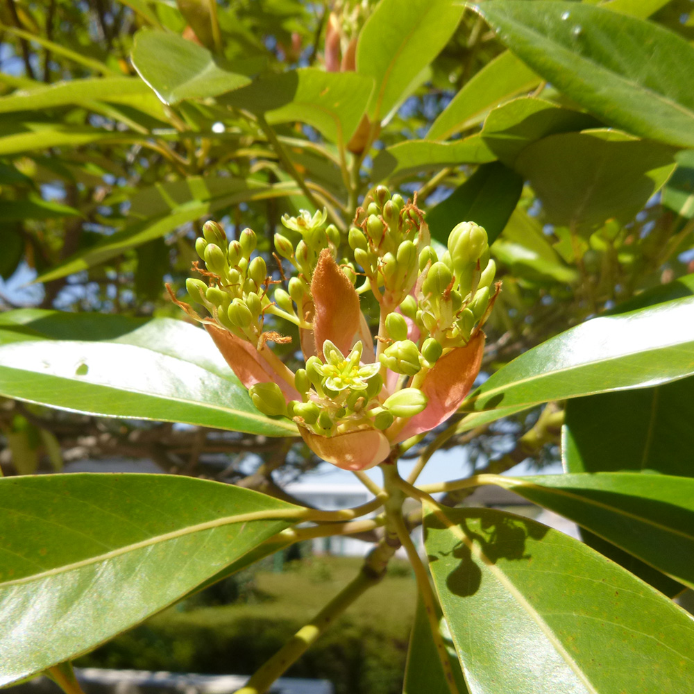タブノキ | 株式会社アスコット