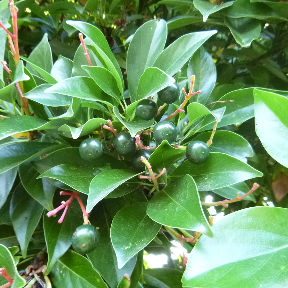 タブノキ | 株式会社アスコット