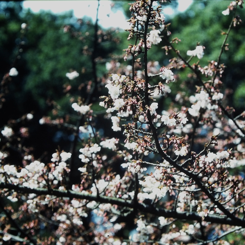 カンザクラ | 株式会社アスコット
