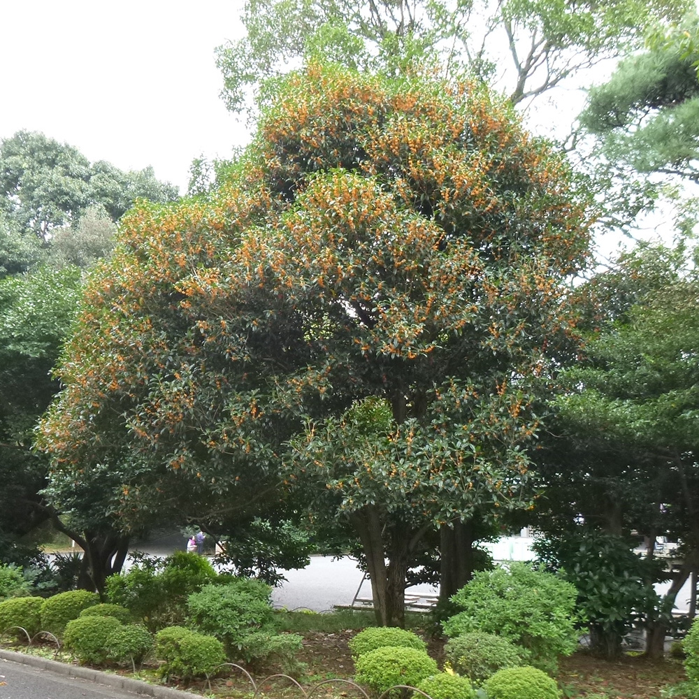 キンモクセイ | 株式会社アスコット