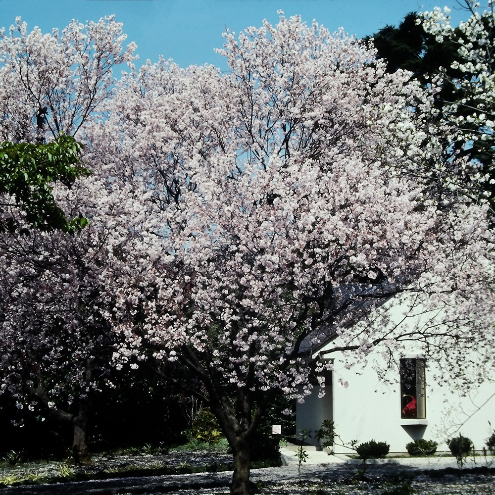 コヒガンザクラ | 株式会社アスコット