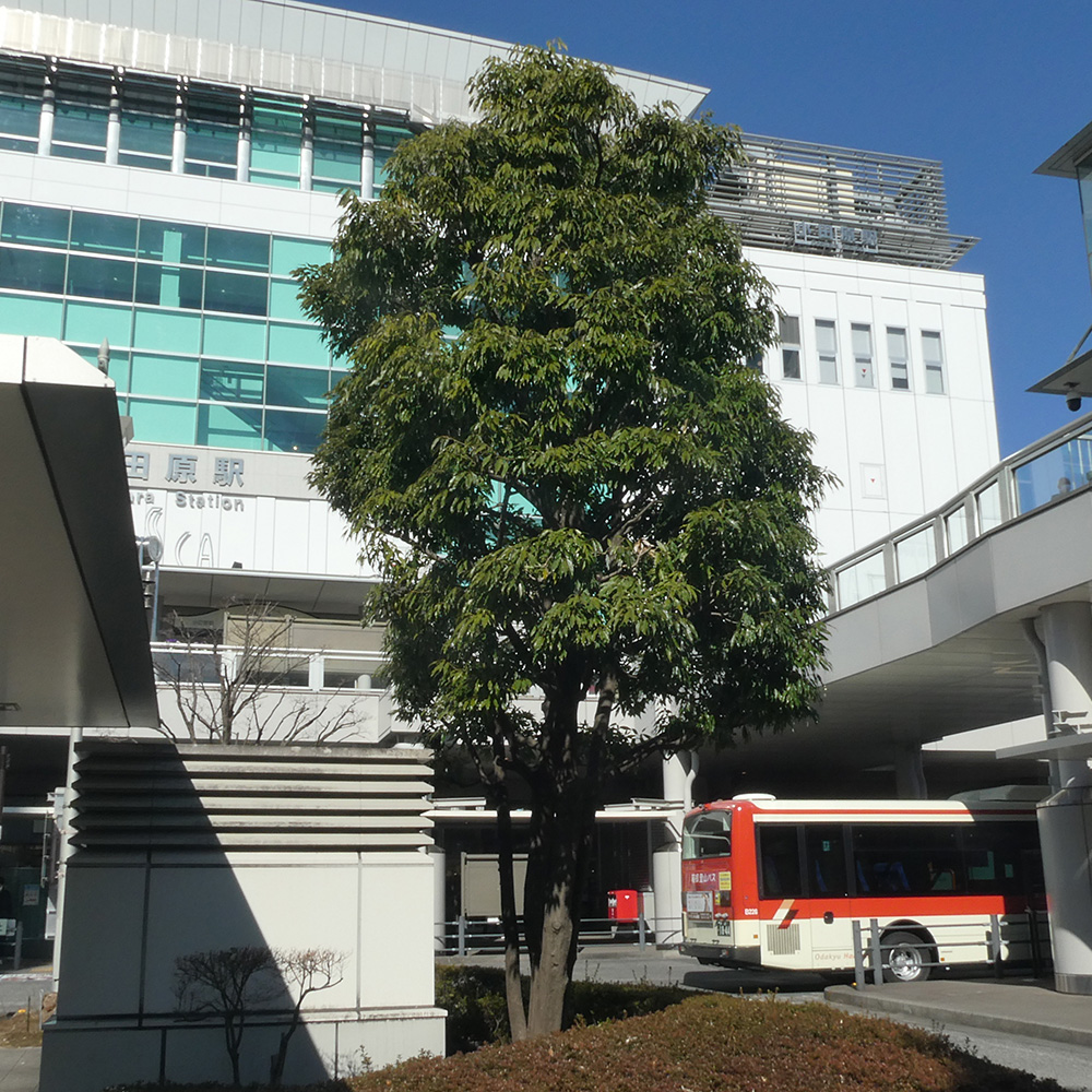 ウラジロガシ | 株式会社アスコット